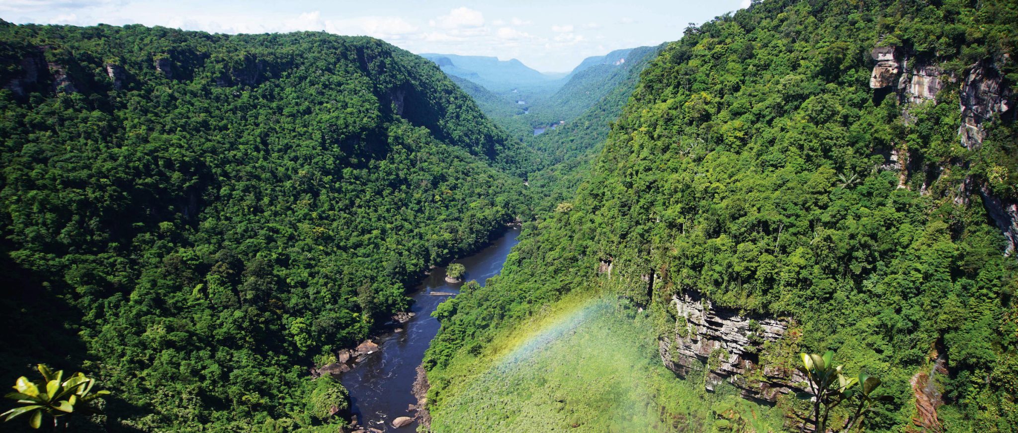 Amazon Rainforest: Discover The Importance And Biodiversity